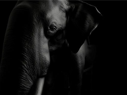 Maximo Riera hoàn thành ghế voi độc bản